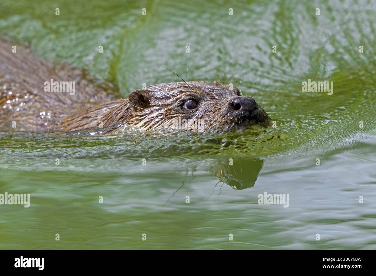 Close-up of Eurasian otter, European river otter (Lutra lutra) swimming ...