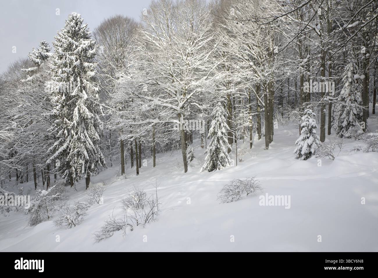 Branches of beech trees (Fagus sylvatica) and spruces laden with fresh ...