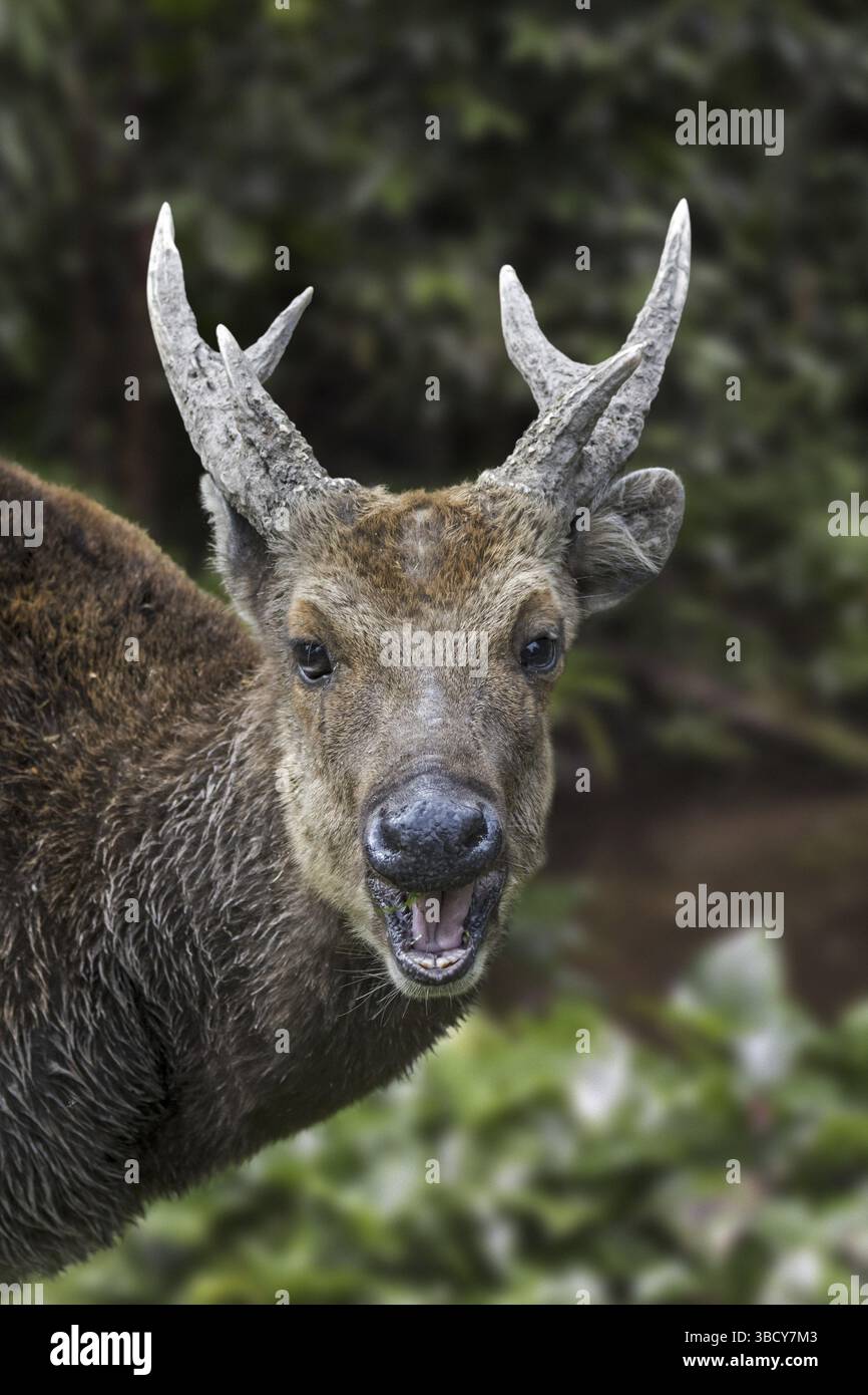 Visayan spotted deer, Visayan deer, Philippine spotted deer, Prince ...