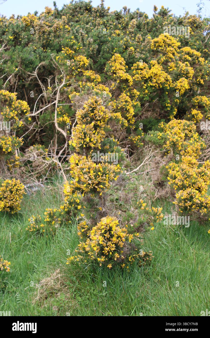 Blooming gorse hedge at Killarney National Park in Ireland Stock Photo ...