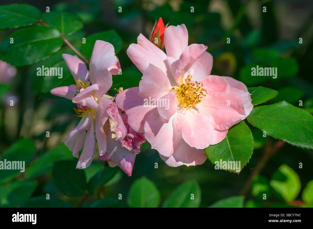 Rose flowers of the Rosaceae family, modern hybrid roses. International ...