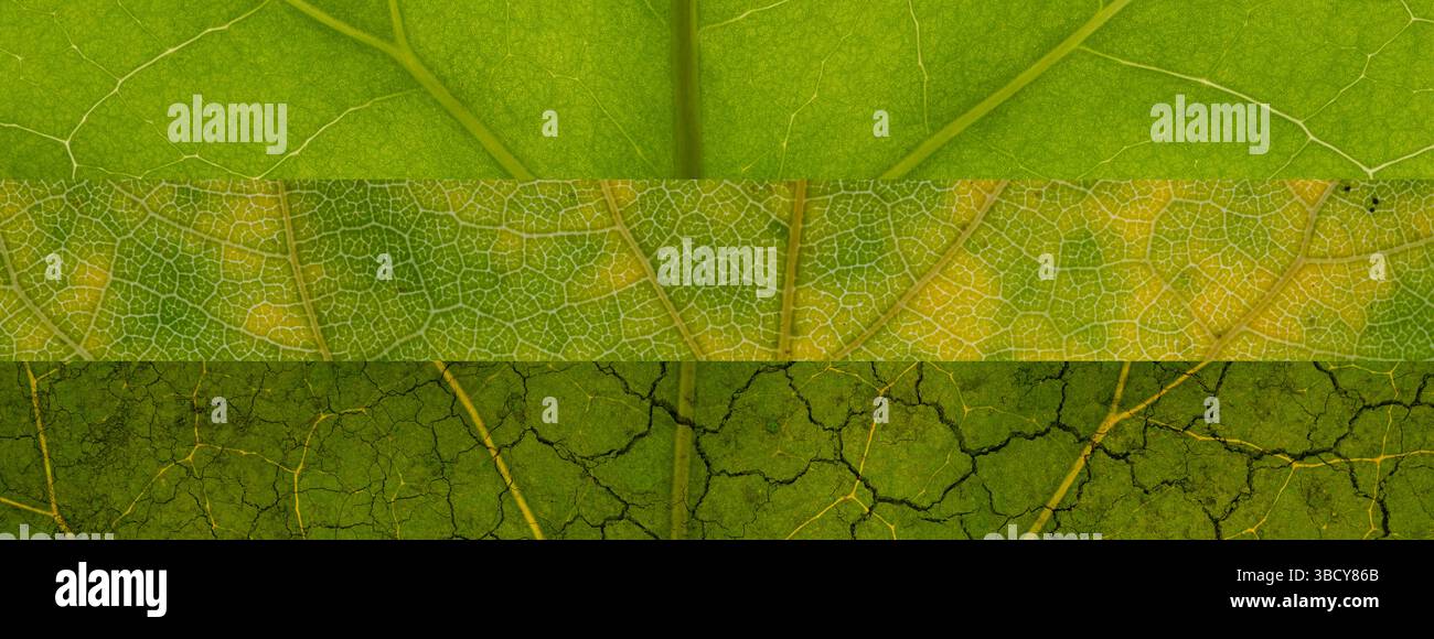 Detailed macro photography showing the evolution of leaf structures and ...