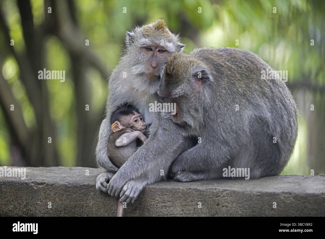 Crab-eating macaques (Macaca fascicularis) Balinese long-tailed macaque ...