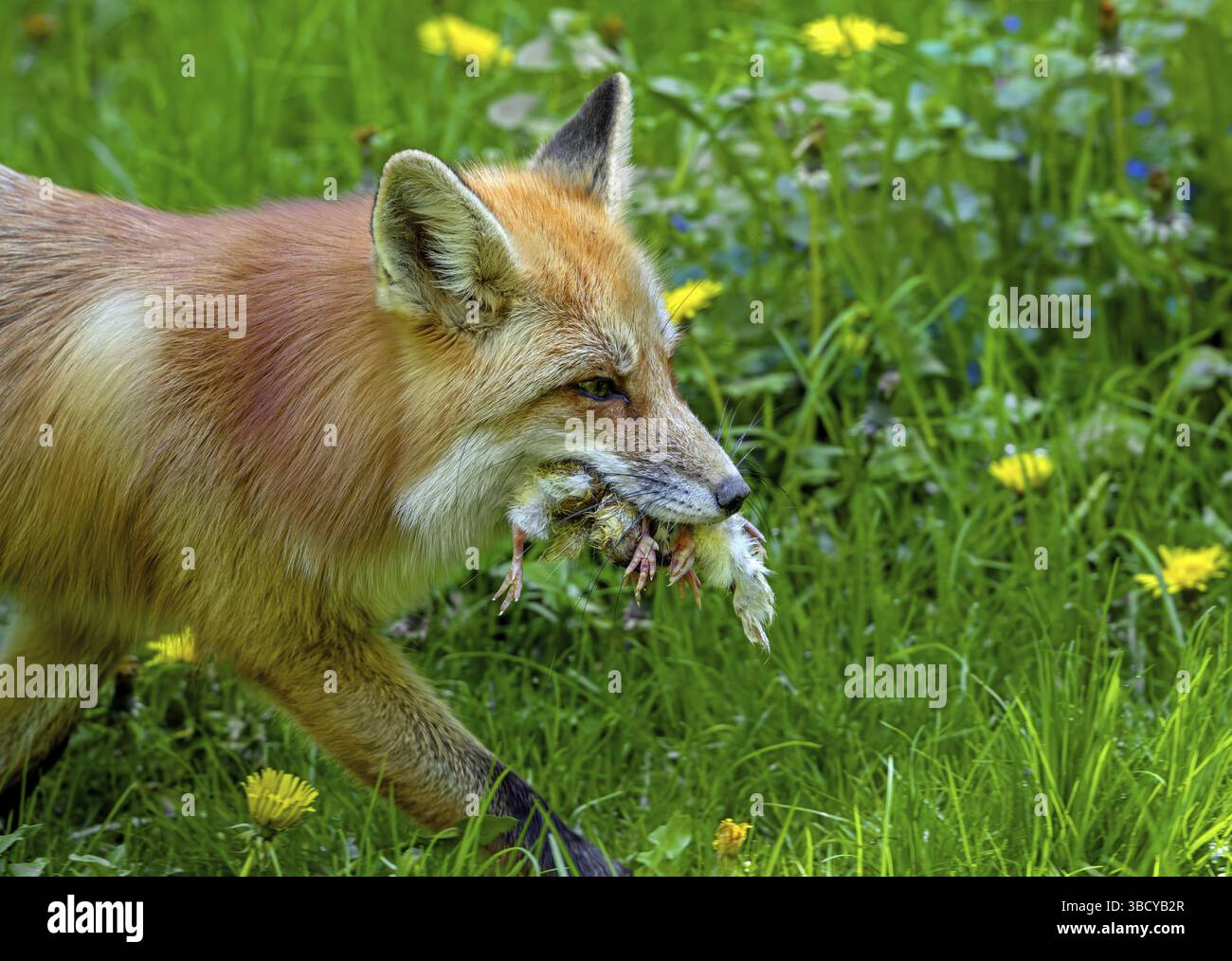 Red fox (Vulpes vulpes) running through meadow with mouthful of chicks ...