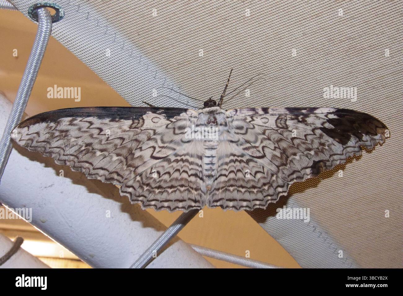 White Witch moth Thysania agrippina photographed on a cruise ship on ...
