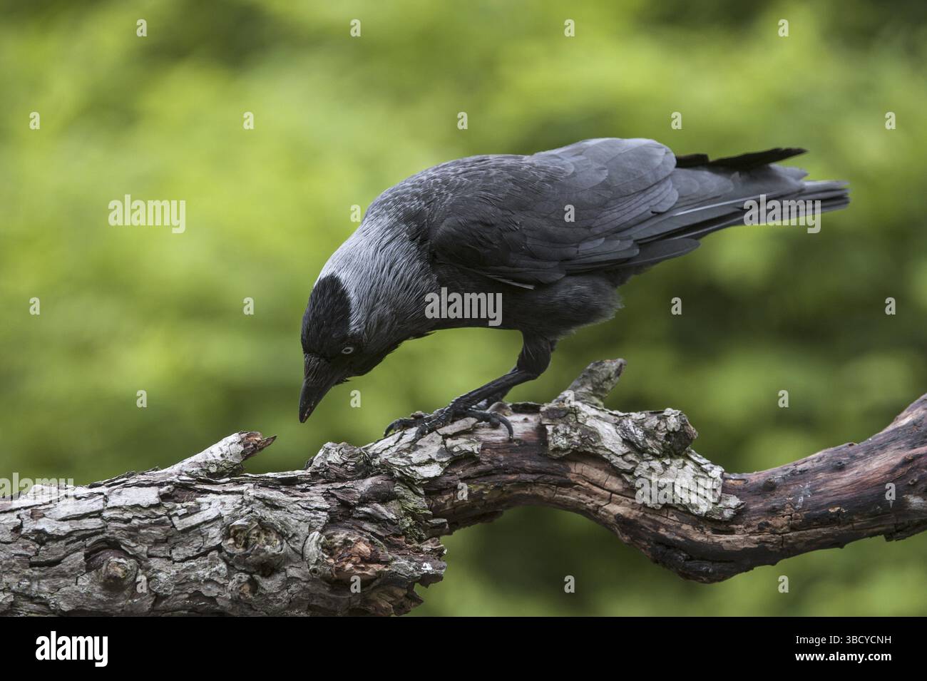 Western Jackdaw, European Jackdaw (Coloeus monedula) looking down from ...