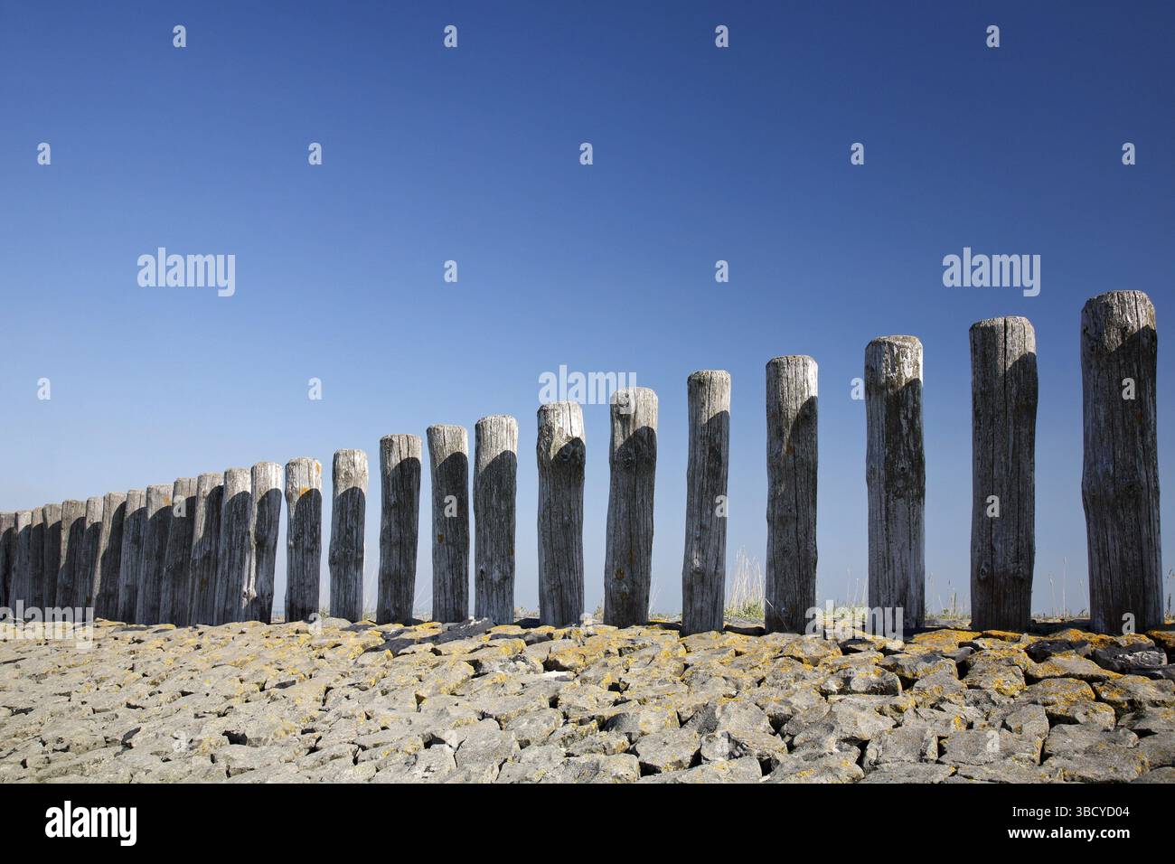 Row of wooden piles on breakwater at Hoofdplaat beach in Zeeland ...