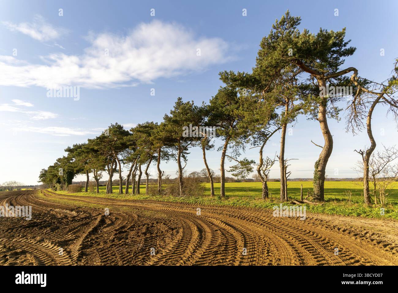 A line of Scots pine trees marking a field boundary in the countryside ...