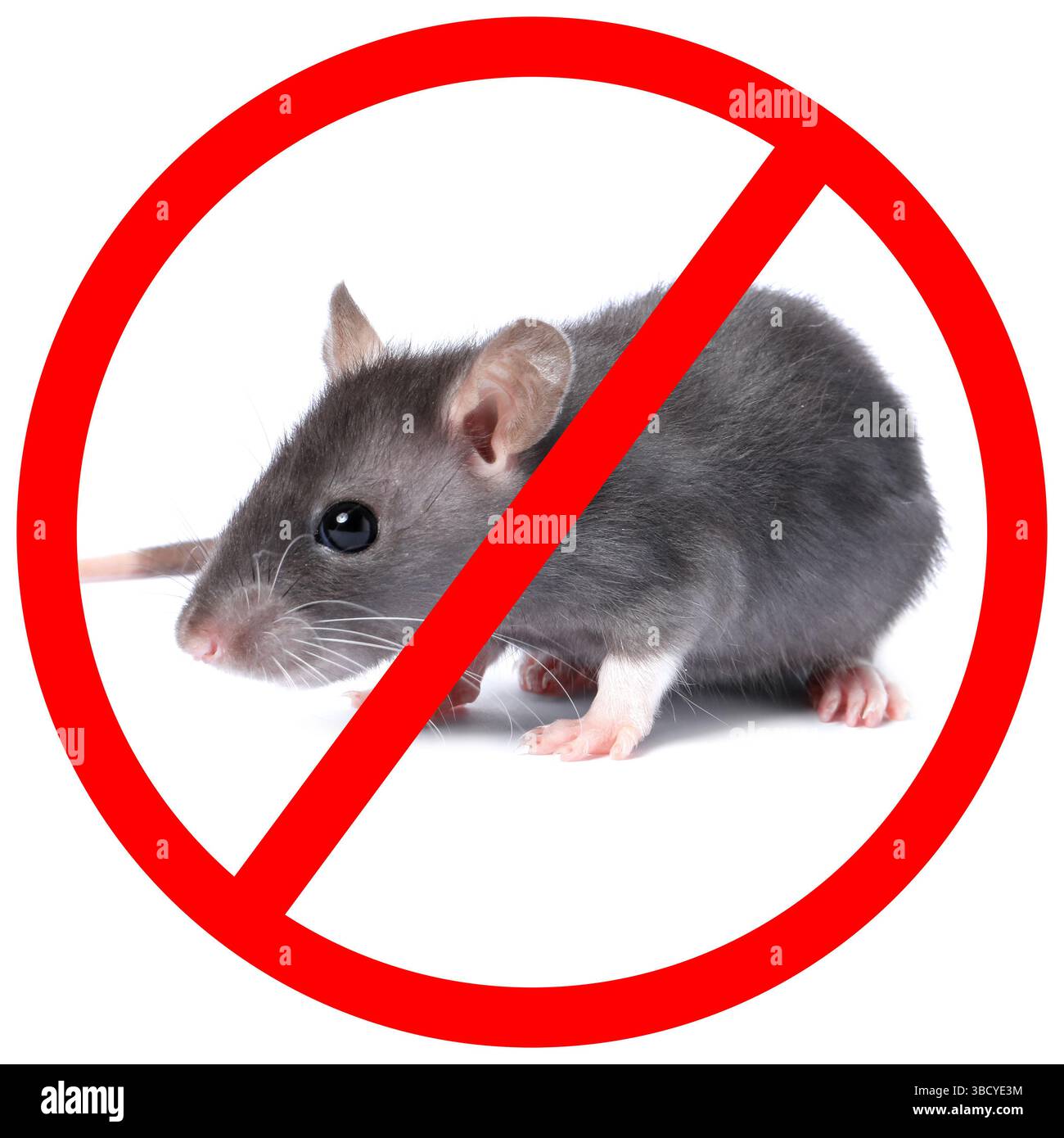 Little rat with red prohibition sign on white background. Pest control ...