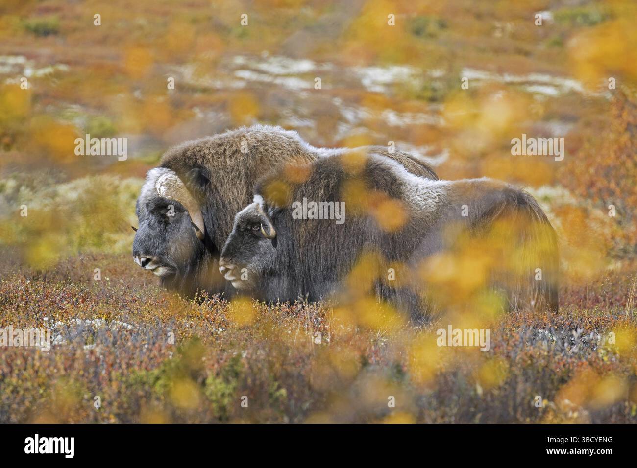 Muskox (Ovibos moschatus) bull and cow on the tundra during the rut ...