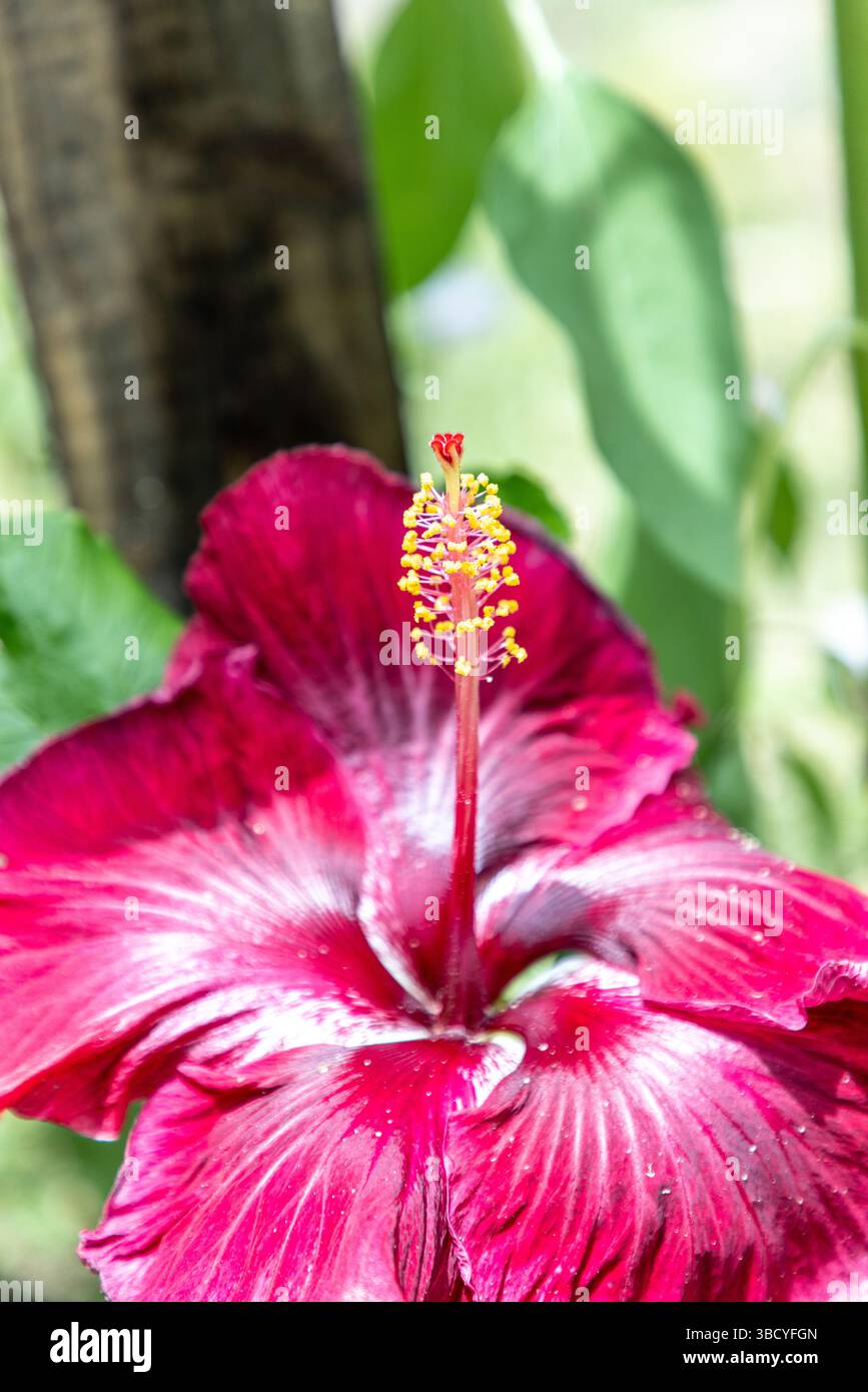 Large dark red bloom of a black dragon variety of hibiscus flower in ...