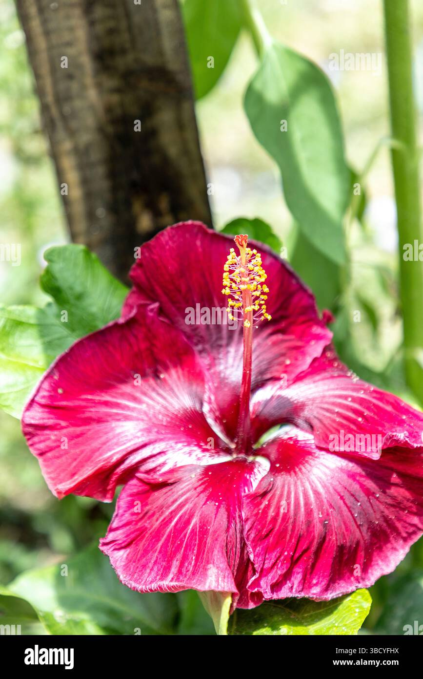 Large dark red bloom of a black dragon variety of hibiscus flower in ...