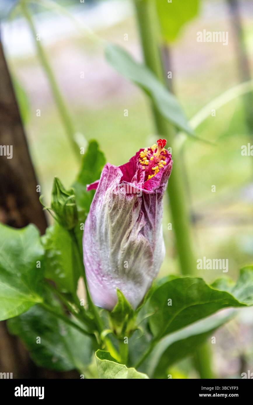 Large dark red bloom of a black dragon variety of hibiscus flower in ...