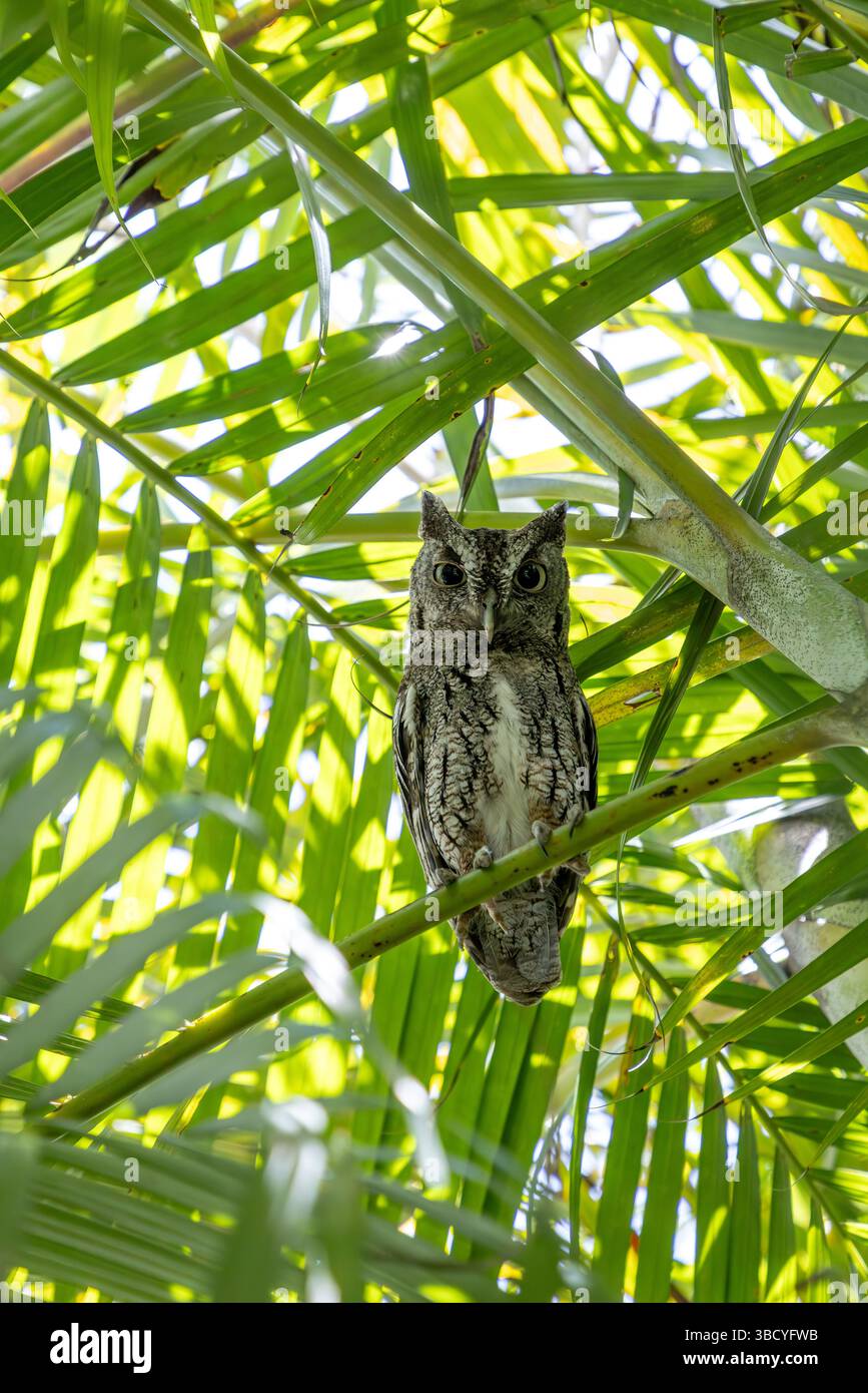 Female eastern screech owl Megascops asio perches on an areca palm ...