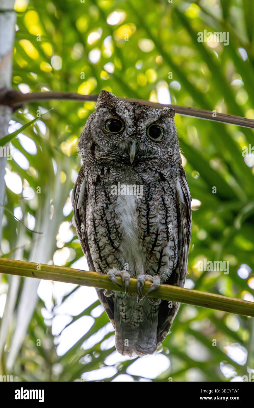 Female eastern screech owl Megascops asio perches on an areca palm ...
