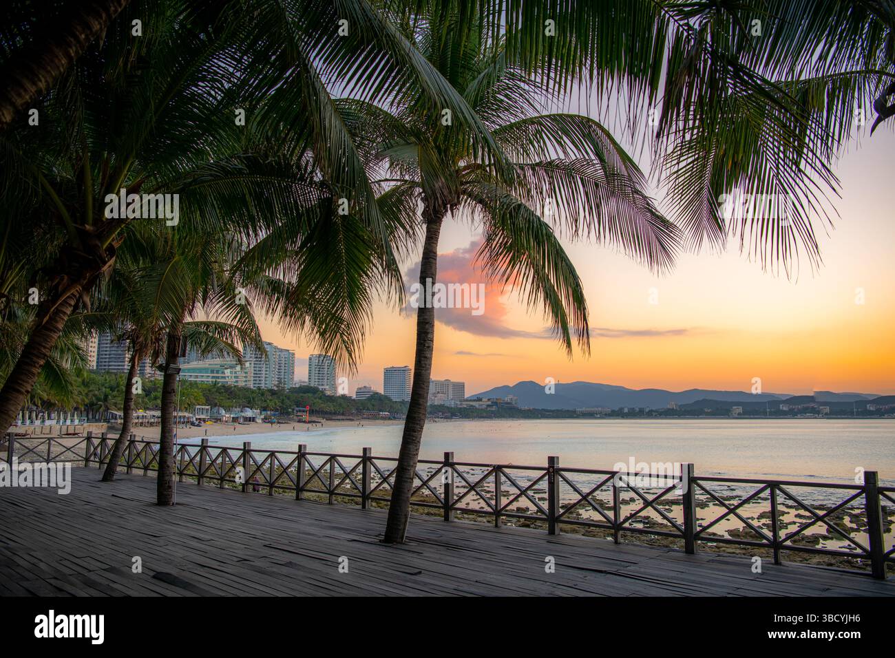 A palm tree surrounded by small granite rocks on the beach in Sanya ...