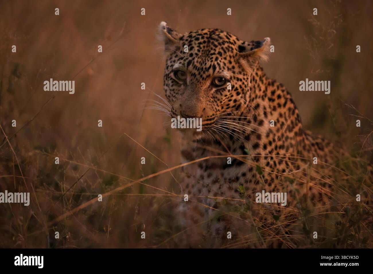 A single lone leopard hides in the tall grass of the African bush ...