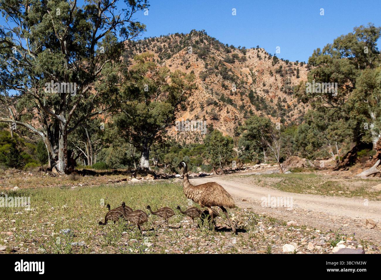Male Emu with chicks, Flinder's Ranges South Australia Stock Photo - Alamy