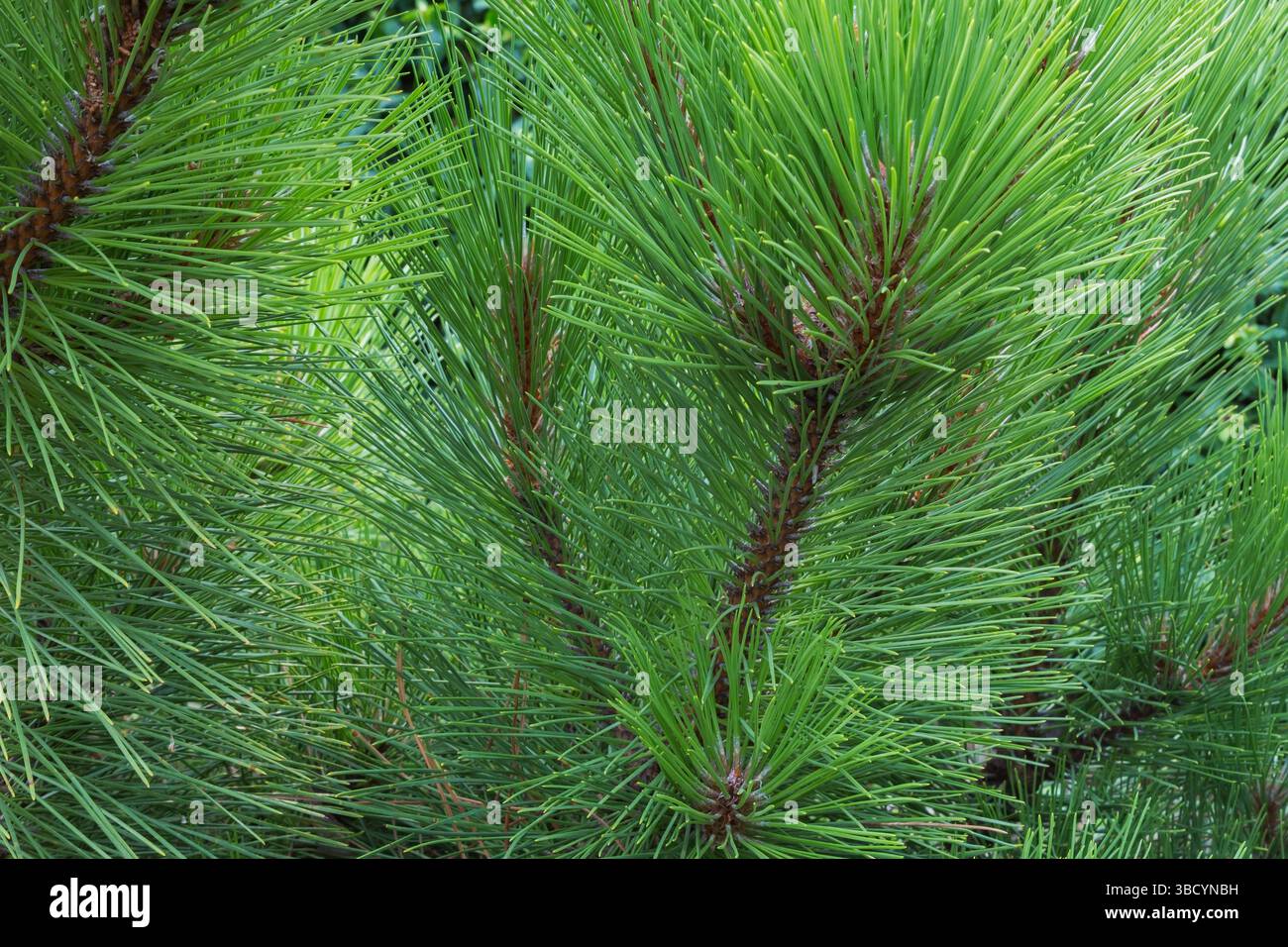 Pinus resinosa 'Morel' - Red Pine tree in summer Stock Photo - Alamy