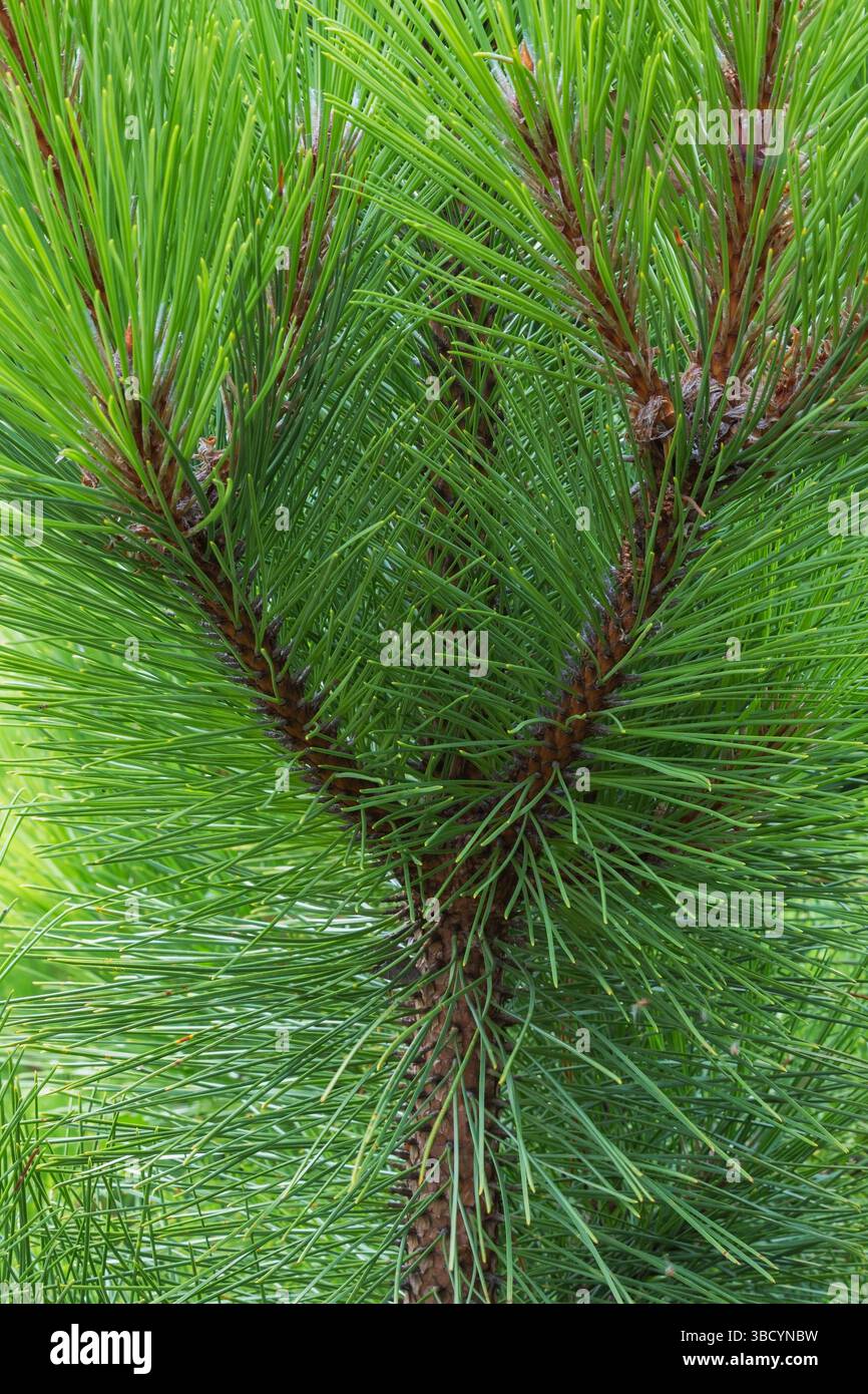 Pinus resinosa 'Morel' - Red Pine tree in summer Stock Photo - Alamy