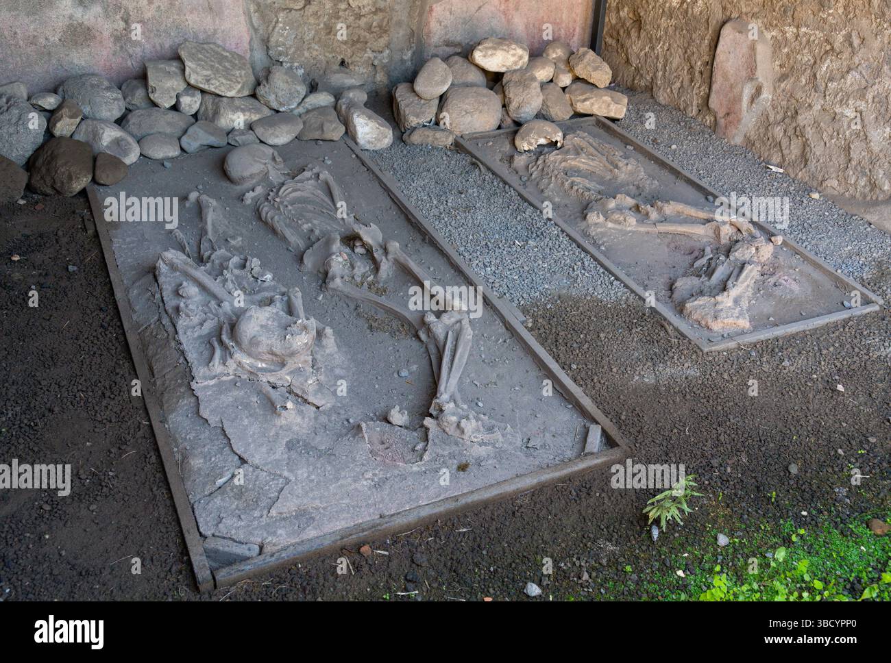 Editorial use only Skeletal remains of victims of volcanic eruption laying in the grounds of the ...