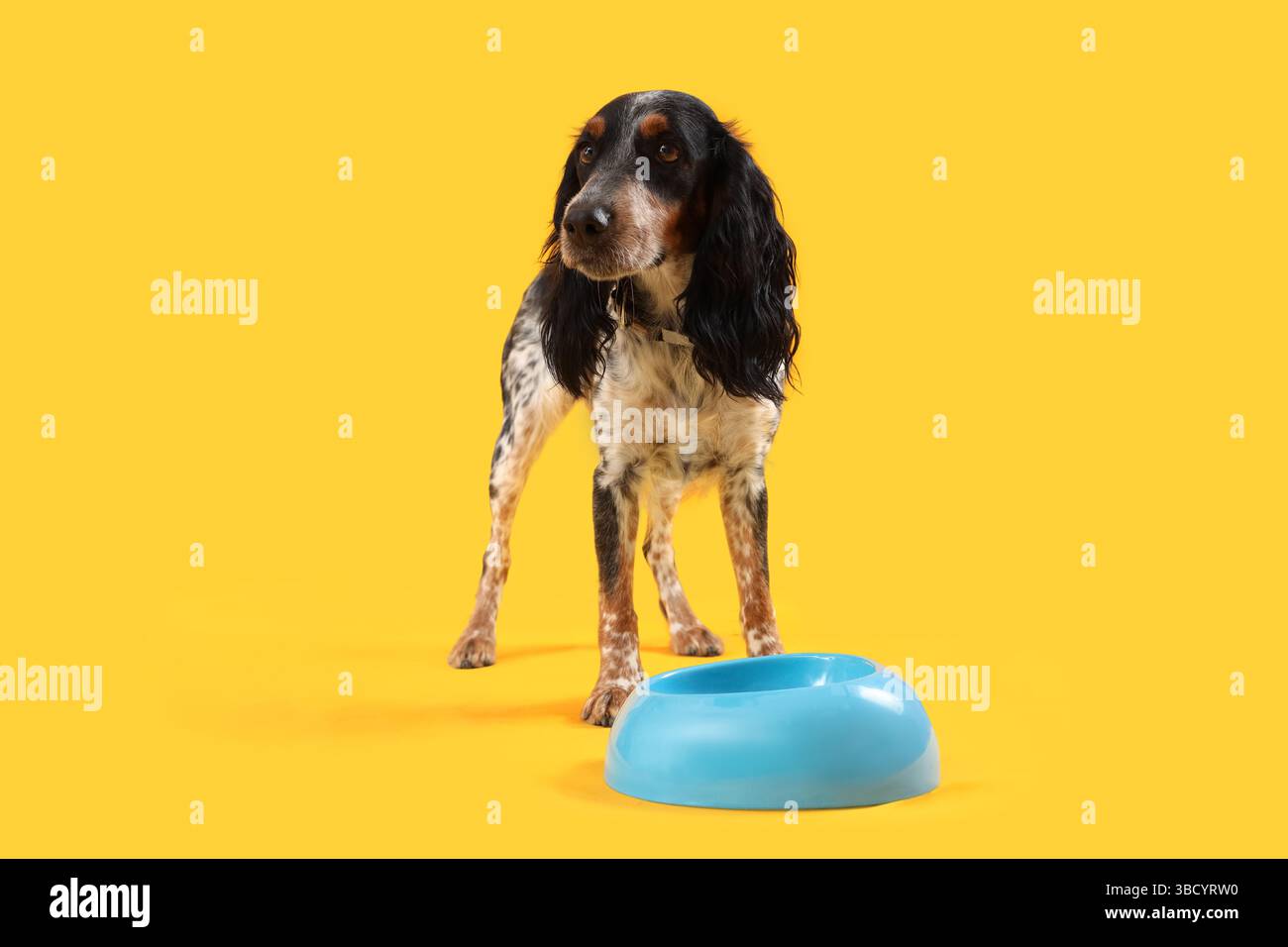 Cute cocker spaniel with bowl of water sitting on yellow background ...