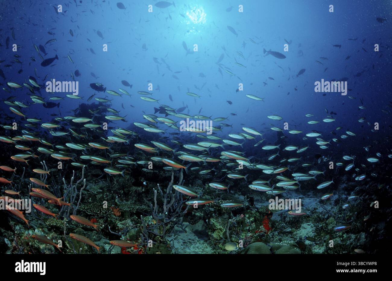 Swarm of neon fusiliers, Pterocaesio tile, Maldives, Indian Ocean ...