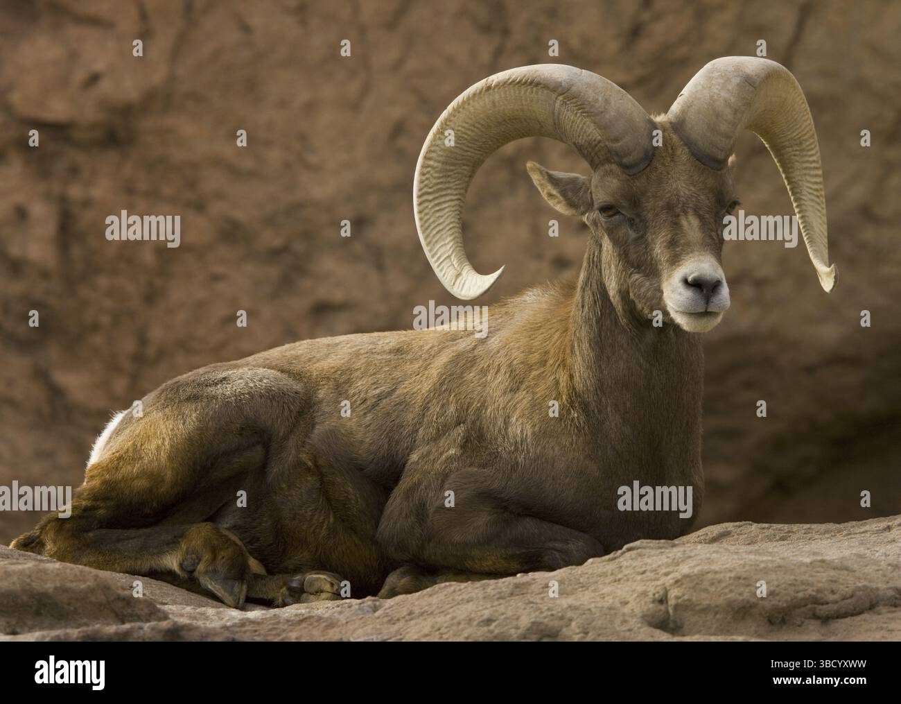 Desert Bighorn Sheep (Ovis canadensis nelsoni), adult male, resting ...
