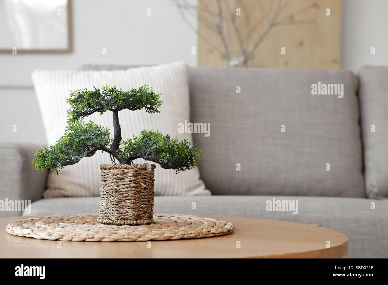 Bonsai tree on coffee table near grey sofa in stylish living room Stock ...