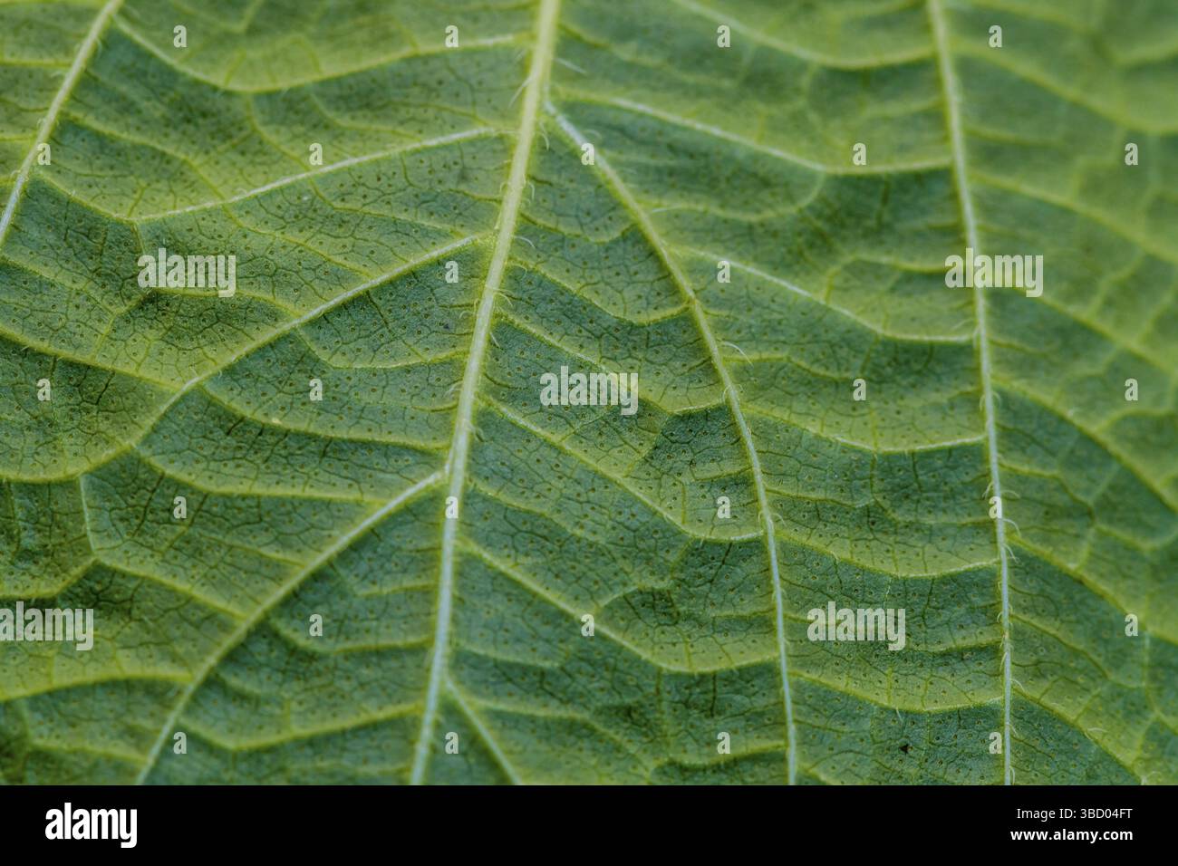 Closeup of leaf of Sesame plant (Sesamum indicum) with view of stem ...