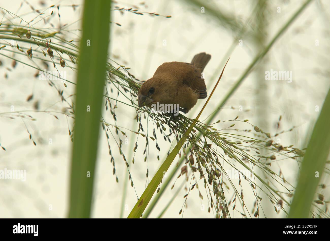 A close-up photo of a Scaly-breasted Munia perched on a slender grass ...