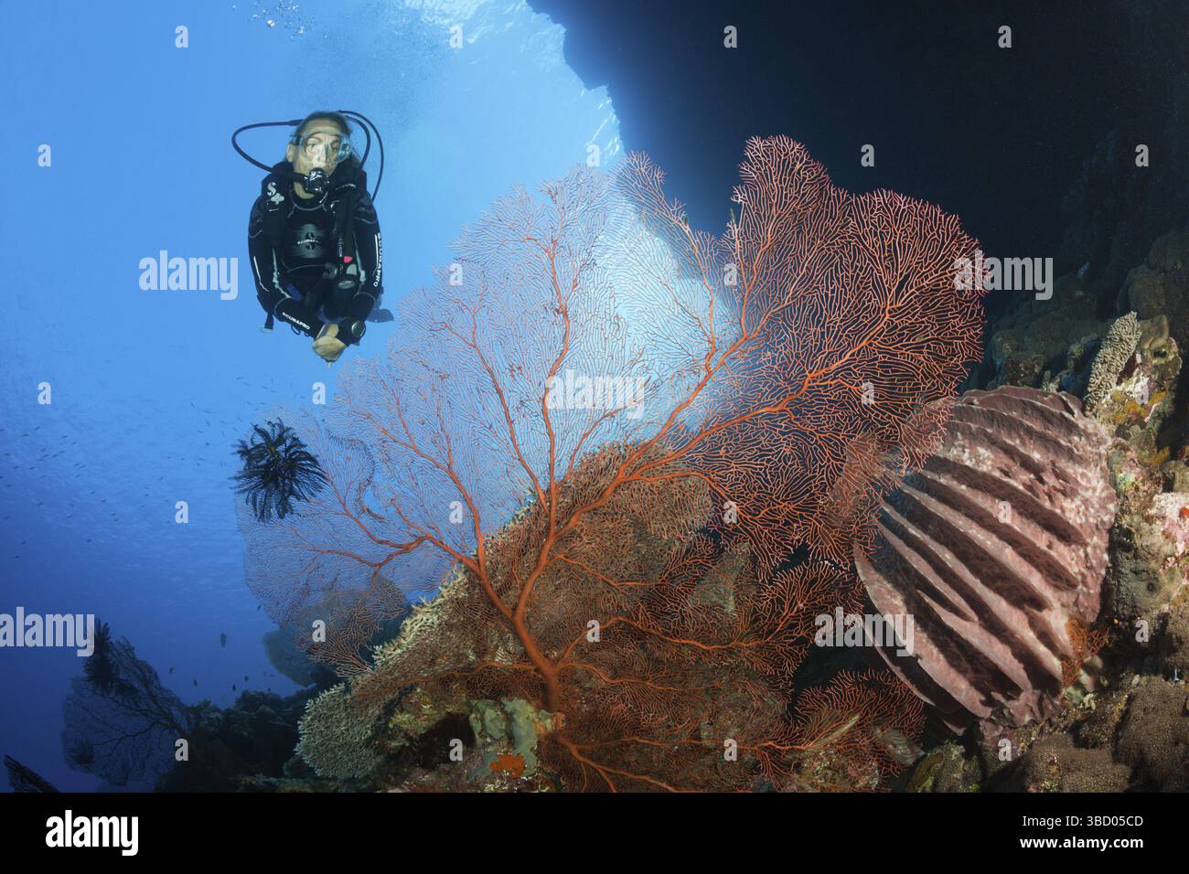 Diver on a coral reef, Russell Islands, Solomon Islands, Oceania Stock ...