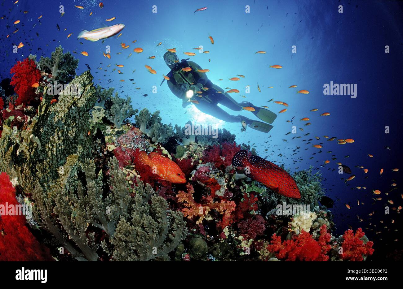 Jewelled perch and diver, Cephalopholis miniata, Egypt, Red Sea, St ...