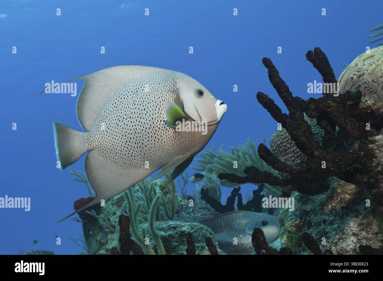Gray angelfish, Pomacanthus arcuatus, Cozumel, Caribbean, Mexico ...