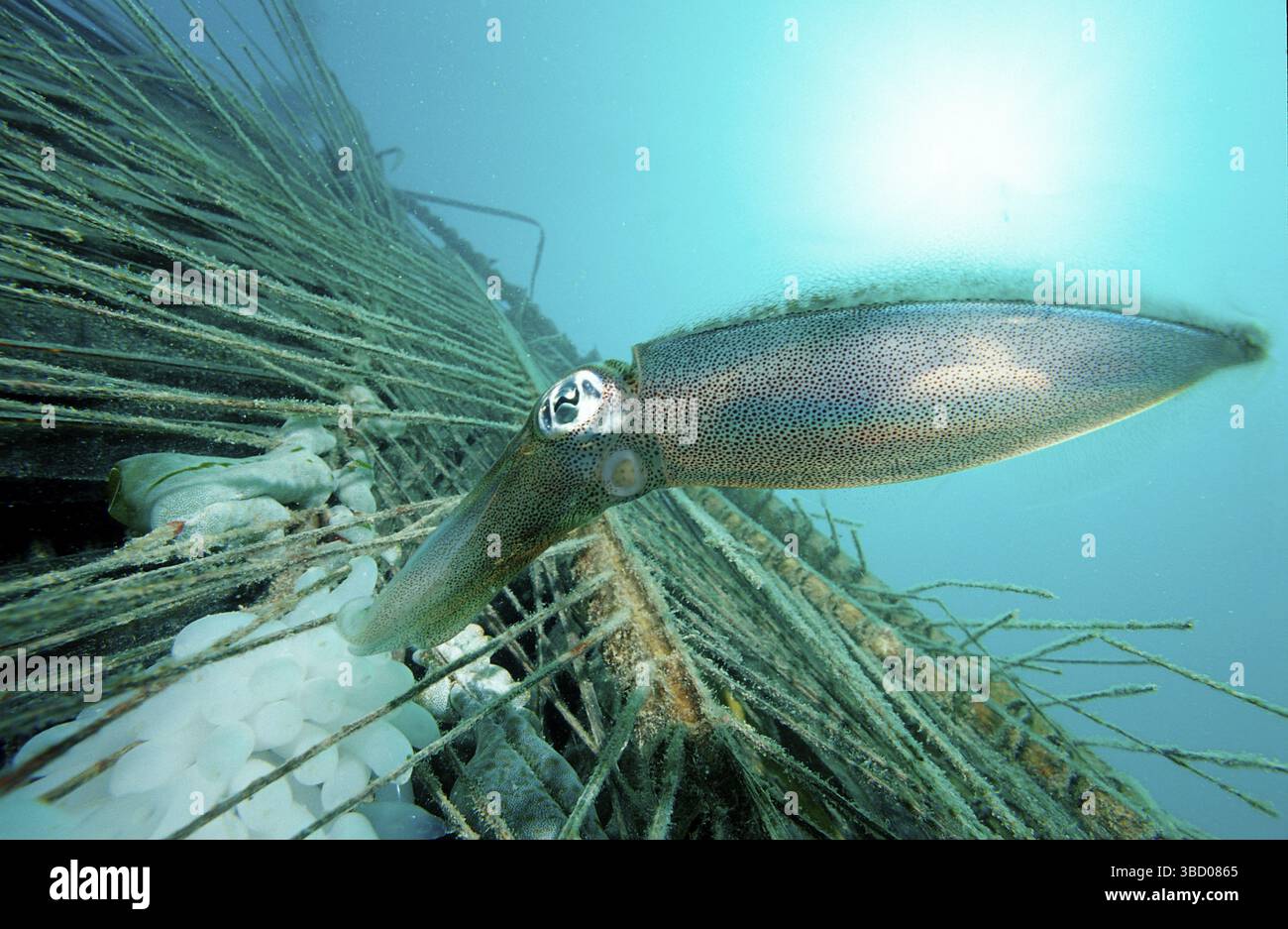Southern reef squid laying eggs, Sepiotheuthis australis, Malaysia ...