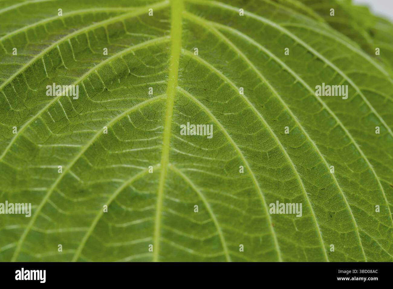Closeup of leaf of Sesame plant (Sesamum indicum) with view of stem ...