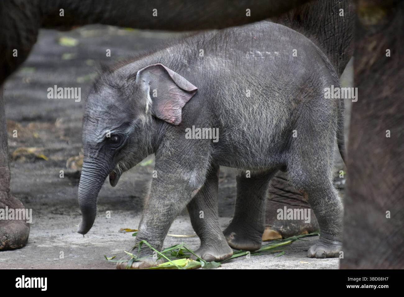 Batu, Indonesia. 21st May, 2025. A month-old female baby Sumatran ...