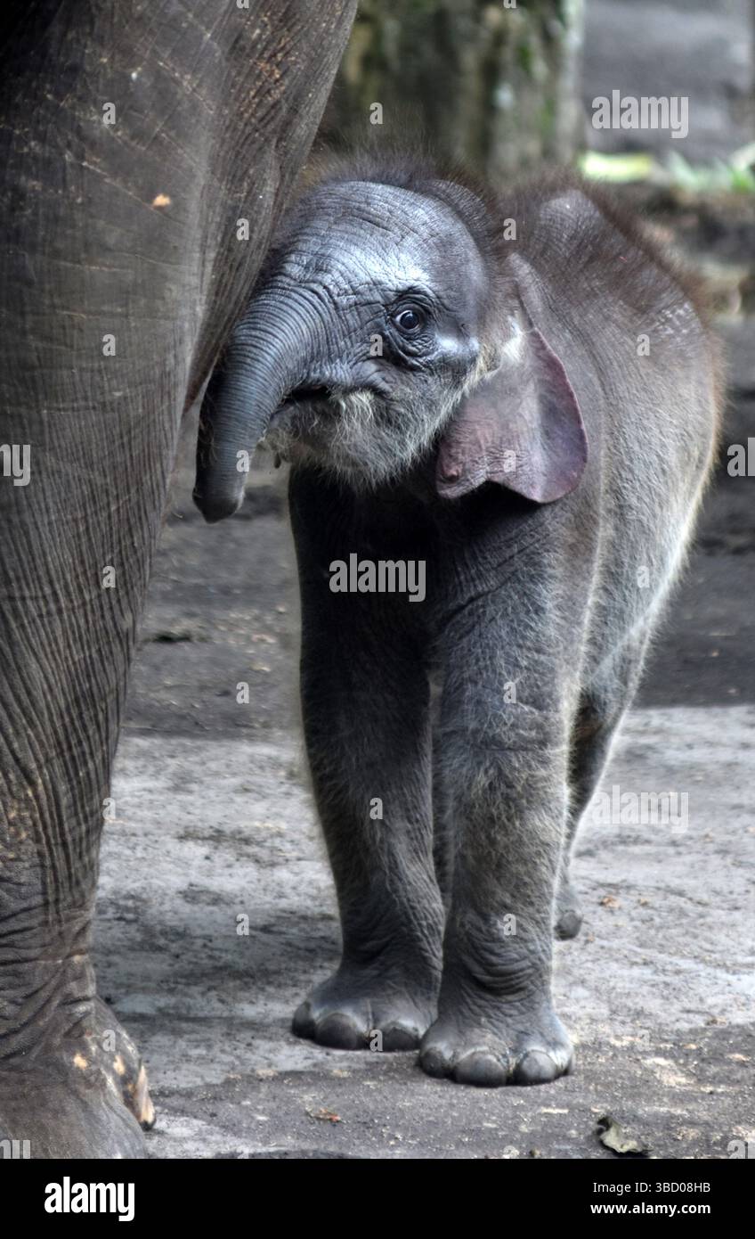 Batu, Indonesia. 21st May, 2025. A month-old female baby Sumatran ...