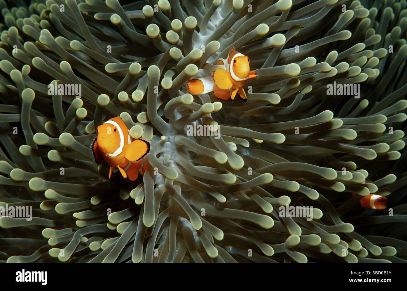Orange skunk clownfish, Amphiprion ocellaris, Indonesia, Raja Ampat ...