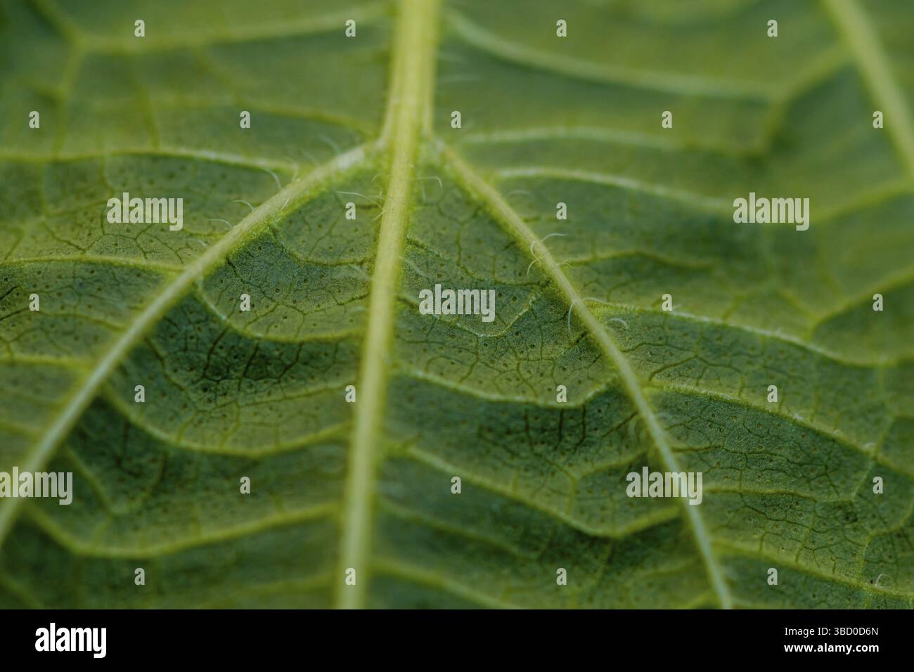 Closeup of leaf of Sesame plant (Sesamum indicum) with view of stem ...