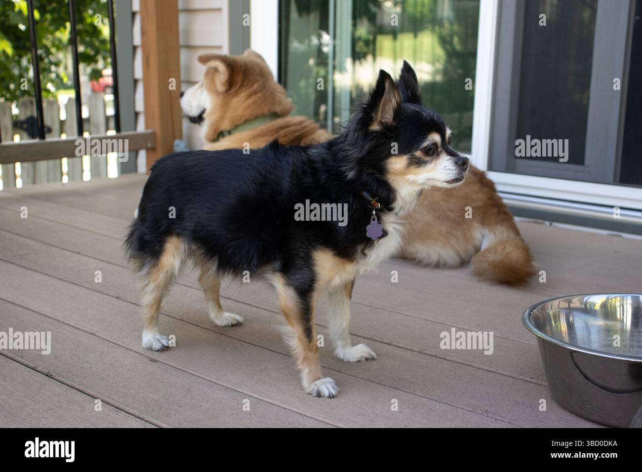 Two dogs look in opposite directions on the deck of a house. A ...