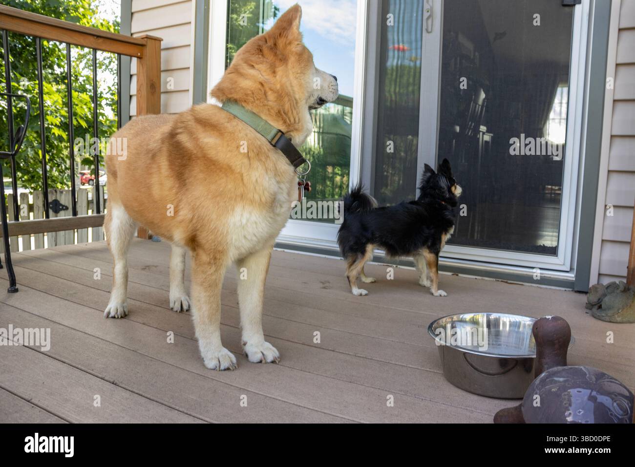 A tiny black chihuahua dog and a larger golden chow chow mix dog wait ...