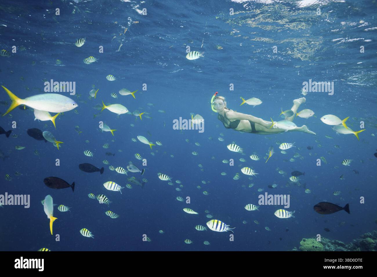 Snorkelling in a colourful school of fish, Micronesia, Palau, Oceania ...