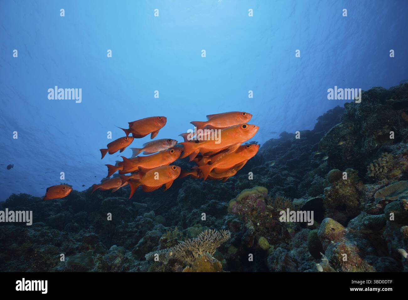 Red bigeye perch, Priacanthus hamrur, Blue Corner, Micronesia, Palau ...