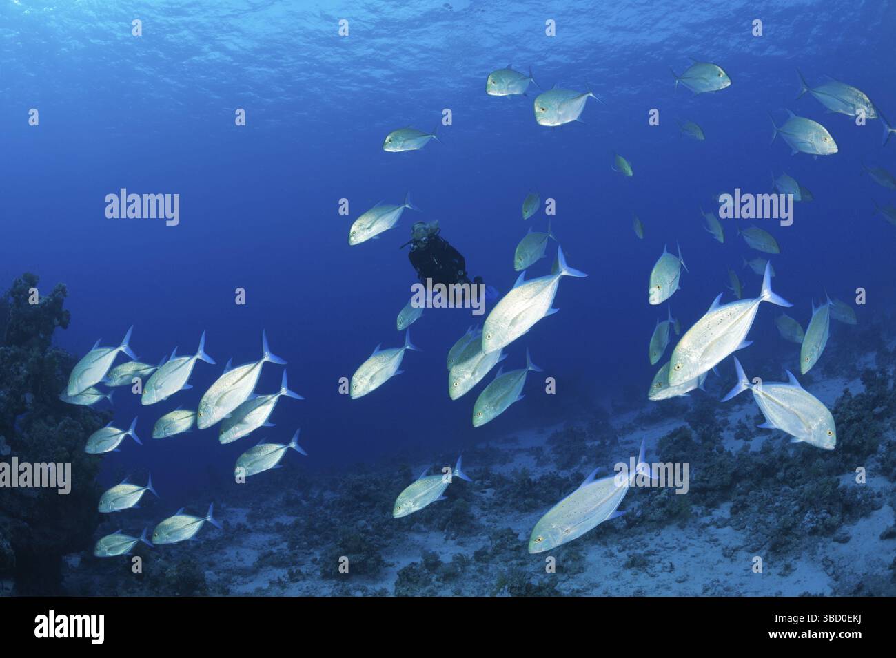 Diver and bluefin trevally, Caranx melampygus, Paradise Reef, Red Sea ...