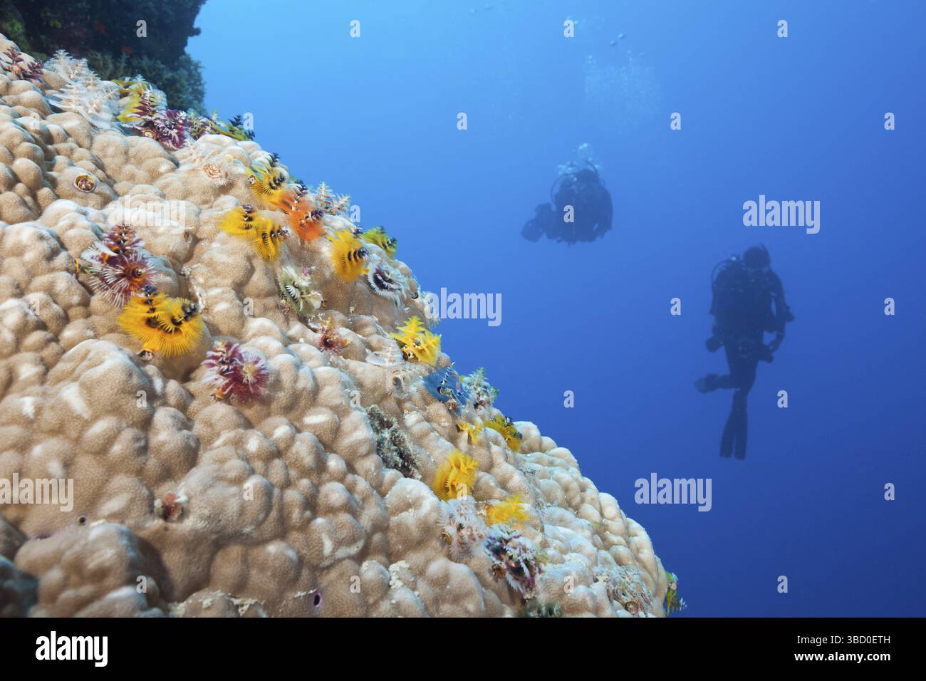 Colourful spiral tubeworms, Spirobranchus giganteus, Osprey Reef, Coral ...