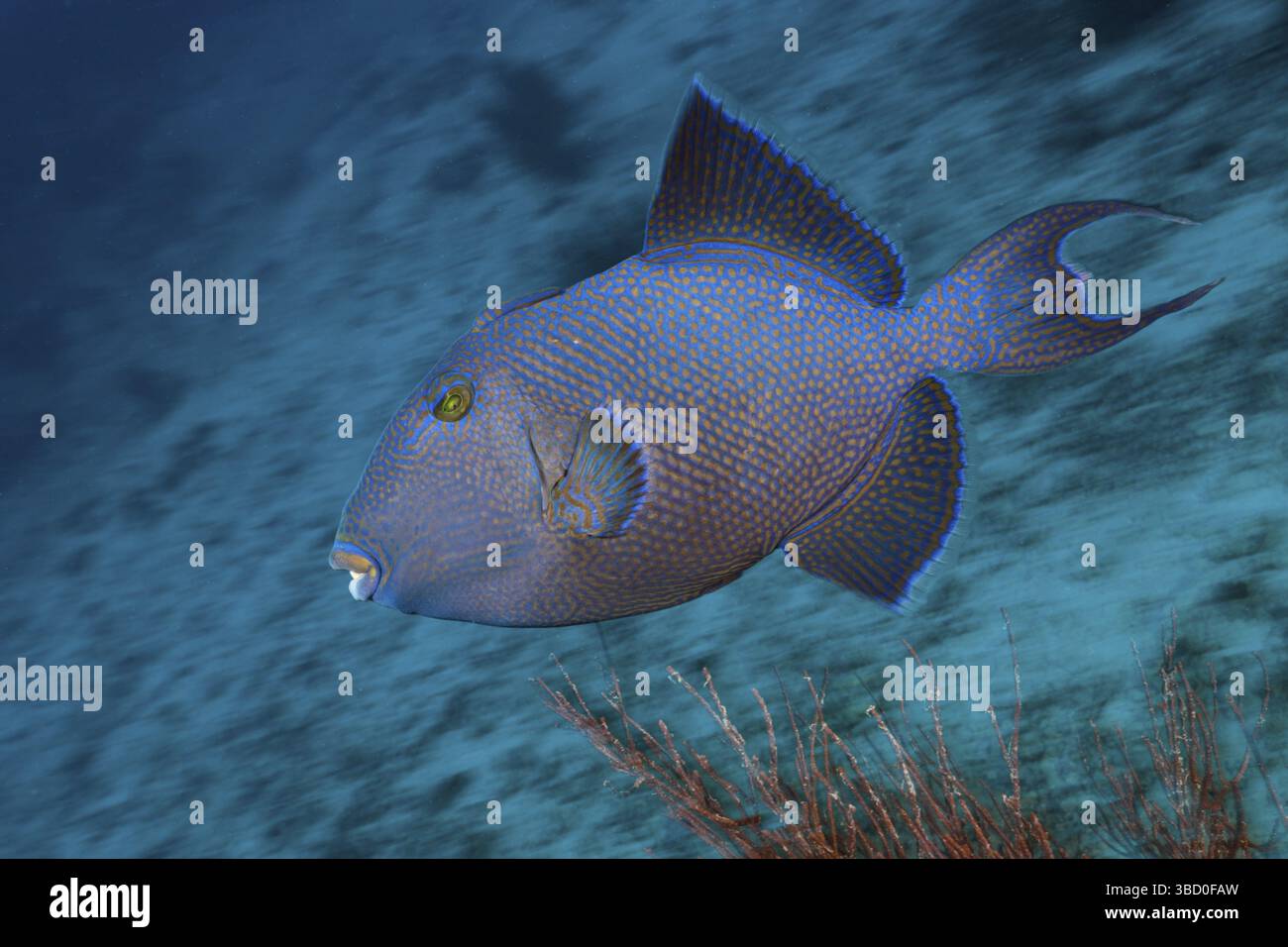 Blue-striped triggerfish, Pseudobalistes fuscus, Namena Marine Park ...