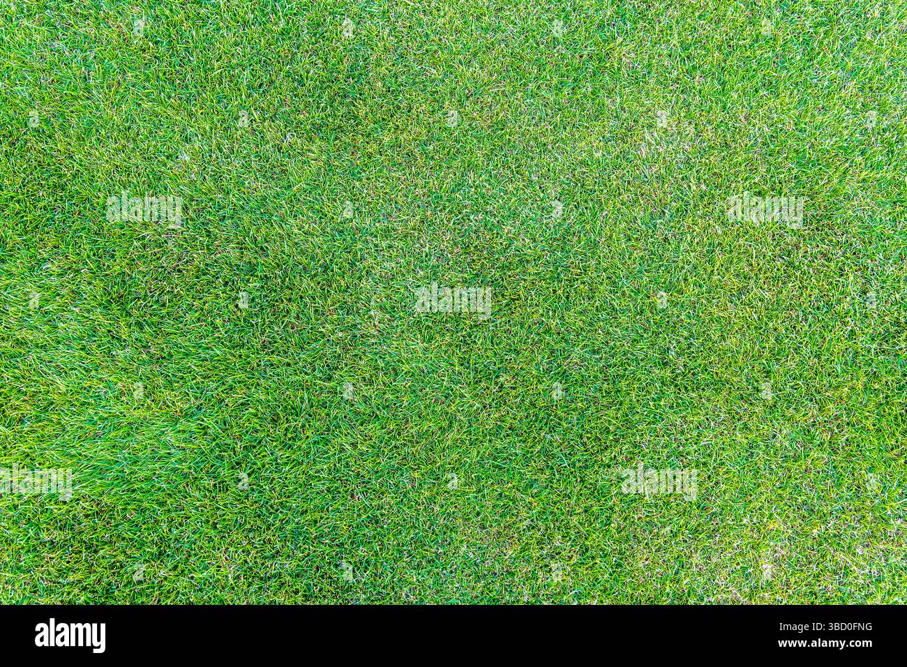 Green grass texture. Field of green grass, a lawn in spring. Background ...