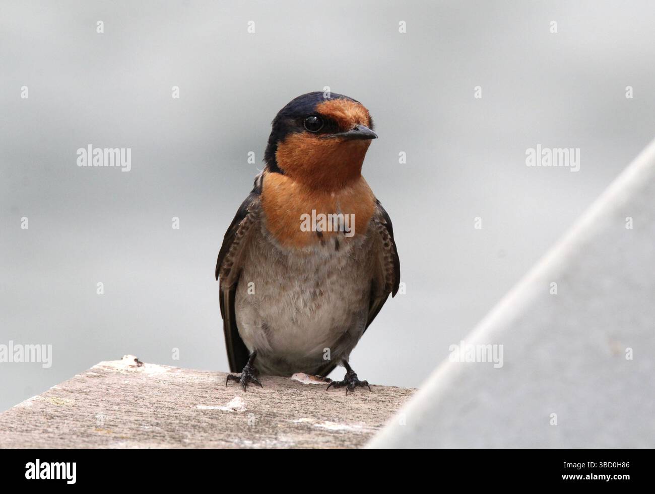 Close up portrait of a welcome swallow bird Stock Photo - Alamy
