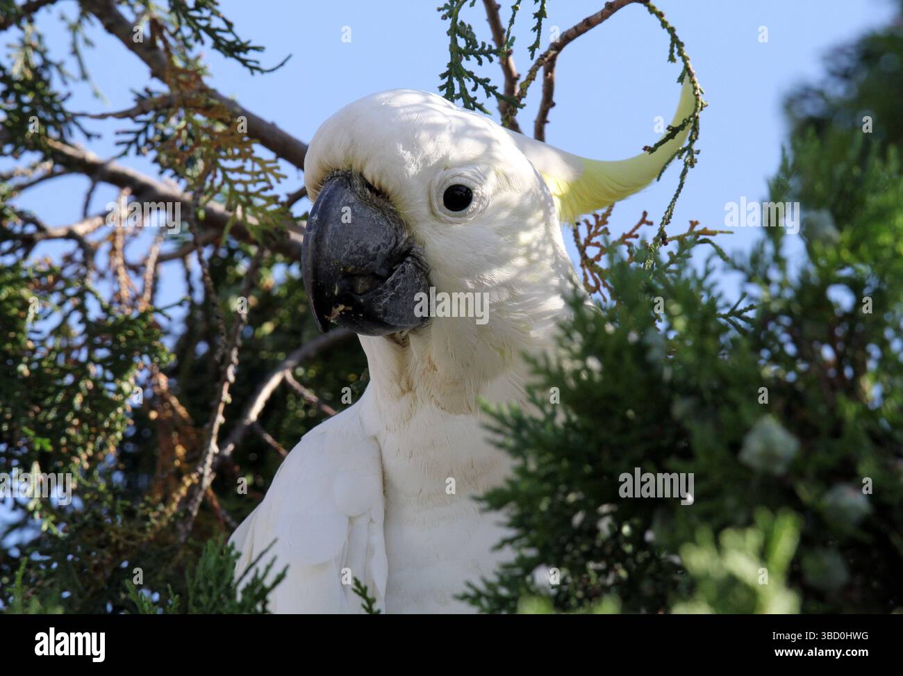 Sulphur-crested cockatoo parrot bird sitting in a pine tree Stock Photo ...